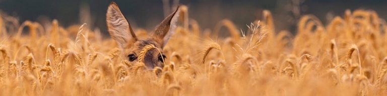 Hunters Haven: Premier Hunting Gear, Tips, and Community | Hunters ...